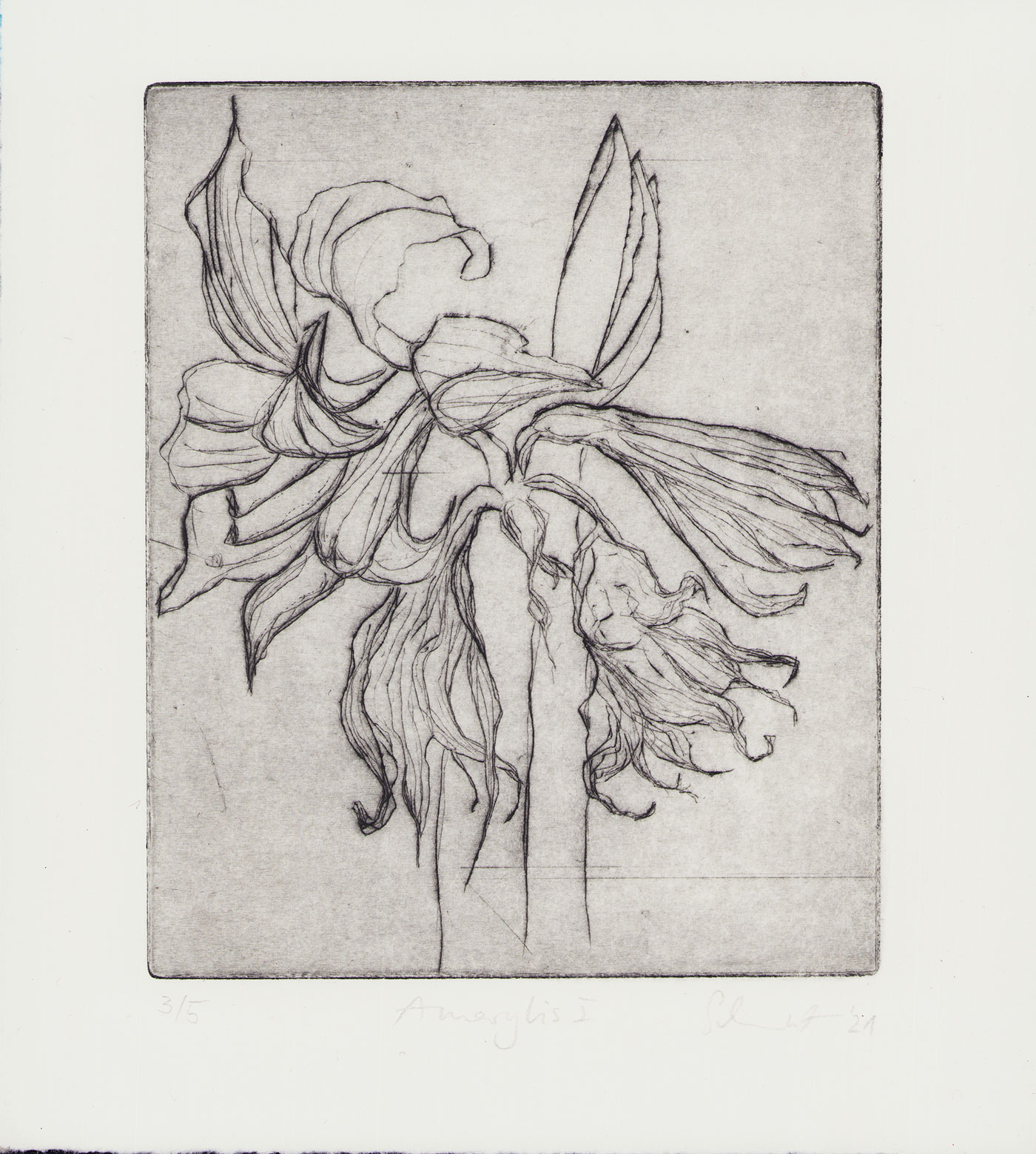 »Amarylis 1« von Christine Schubert Kaltnadelradierung | Jalara Galerie